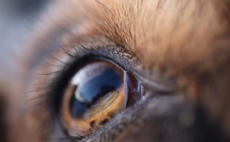Blindness in Goats: 3 Common Causes - Goat Journal